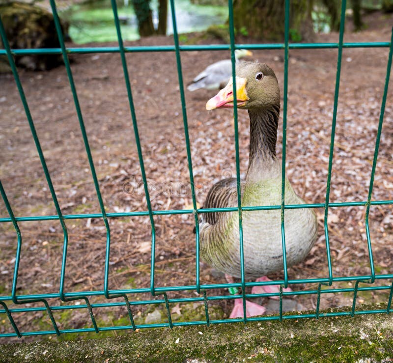 Goose Stands Behind Wire Fence Stock Photo - Image of wild, closeup ...
