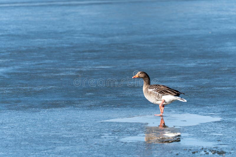 Goose Stands Frozen Lake Stock Photos - Free & Royalty-Free Stock ...