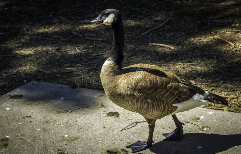 Goose Step stock image. Image of park, white, cement - 215986827