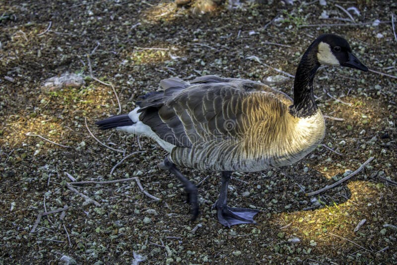 Goose Step stock photo. Image of lights, morrison, bird - 151992726