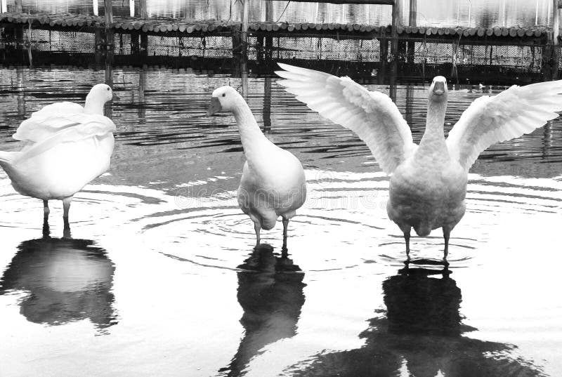 Goose stepping flamingos stock image. Image of falmingo - 26713863