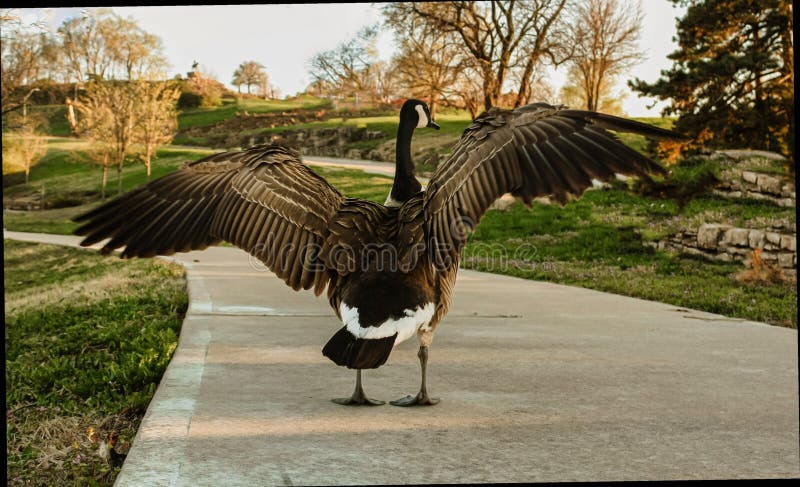 Goose stretching wings stock photo. Image of animal - 275007932