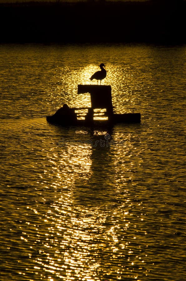 Goose Sunset stock image. Image of south, glitter, town - 35534203