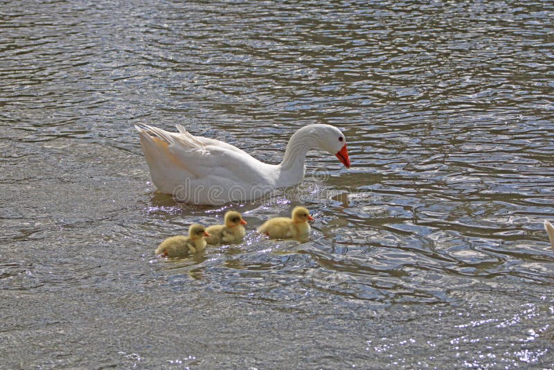 Goose Swimming with Her Young Stock Photo - Image of farm, outdoors ...