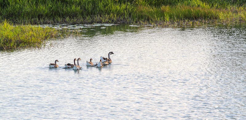 Goose swimming on lake stock photo. Image of fowl, farm - 34268186