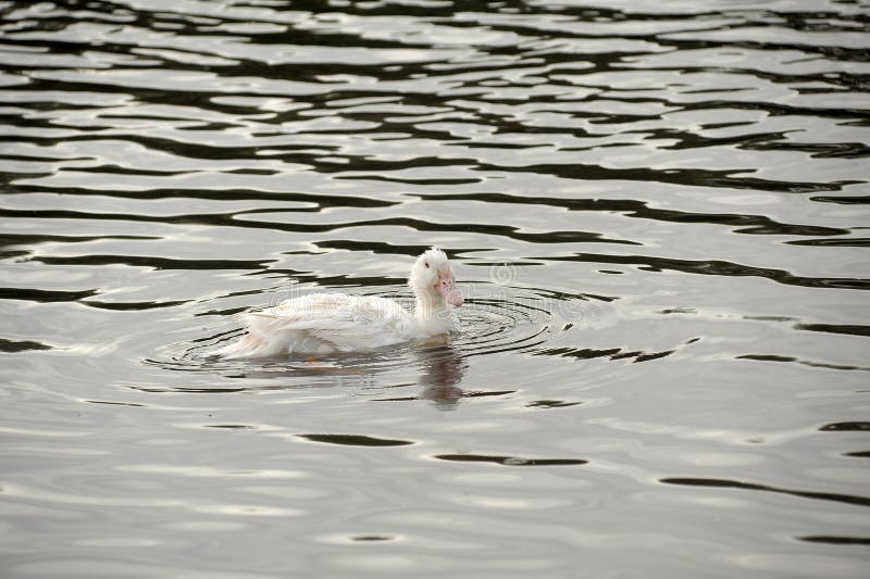 Goose swimming in a lake stock photo. Image of outdoors - 178646532
