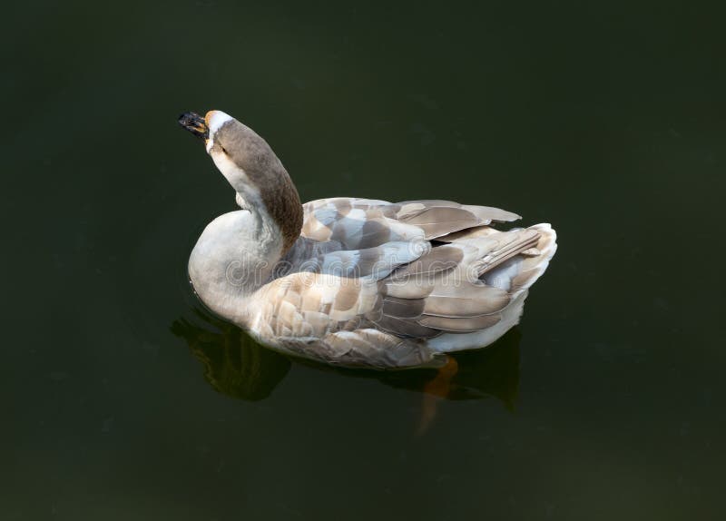 Goose stock image. Image of farm, swimming, goose, wildlife - 34878469