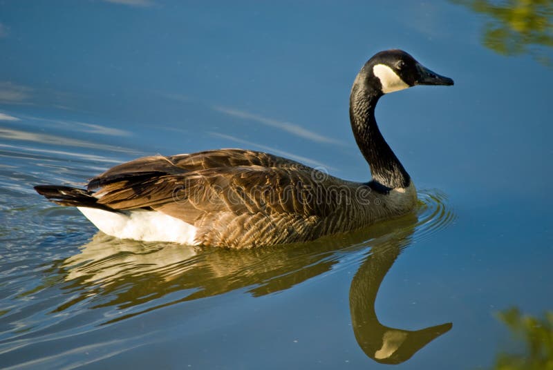 Goose Swimming in the River. Stock Photo - Image of beak, swimming ...