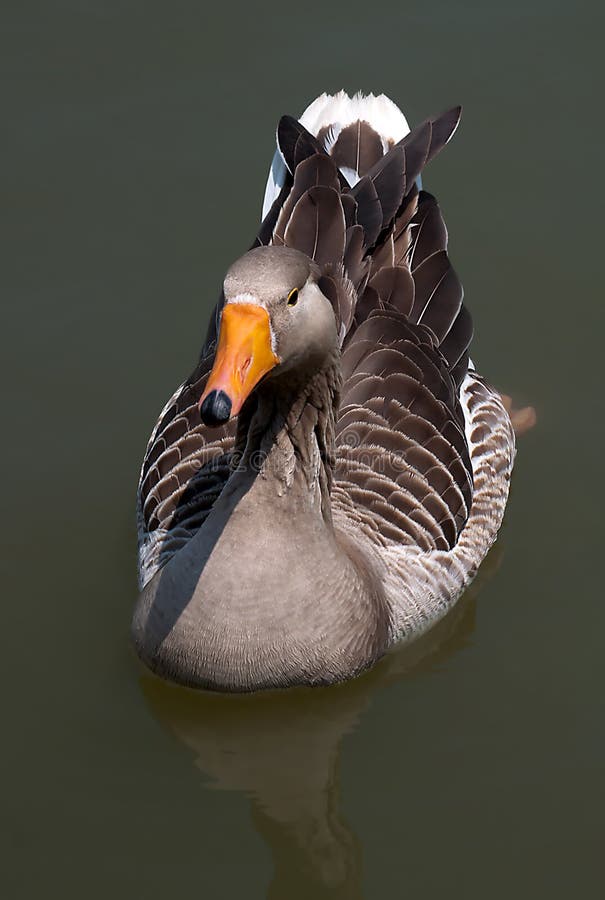 Goose with red beak stock image. Image of wild, animal - 29271905