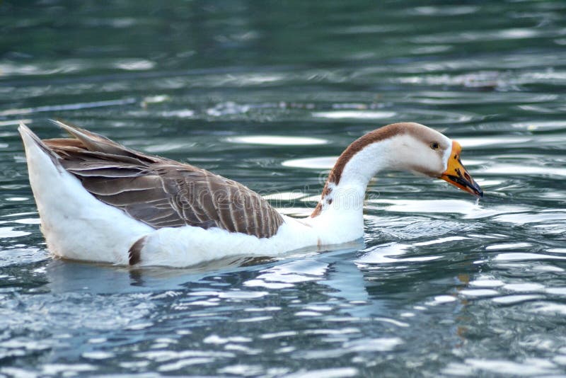 Goose Swimming in the Water Stock Photo - Image of animal, artistic ...