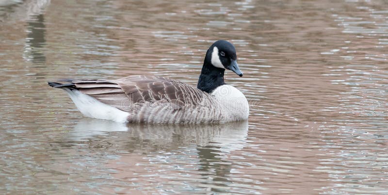 Goose Looking Right stock image. Image of nature, swimming - 108450385
