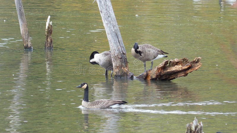 Another goose stock photo. Image of animal, ducks, anserini - 46134870