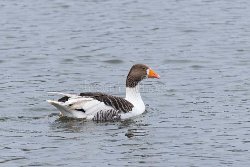 Goose swims on the lake stock photo. Image of plumage - 209249190