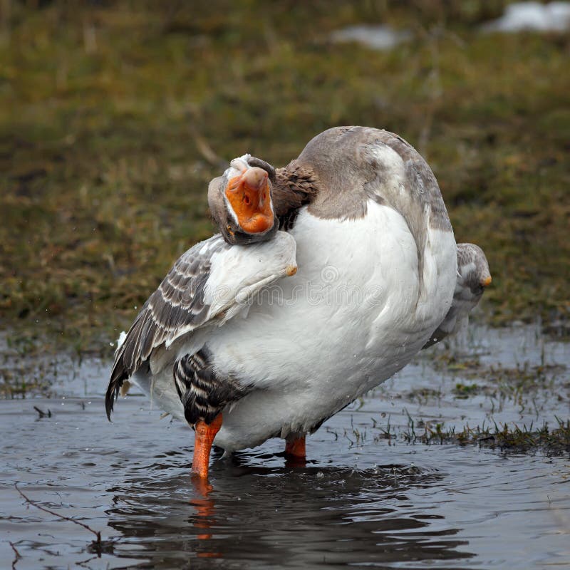 Goose swims spring lake. stock photo. Image of mallard - 38898328