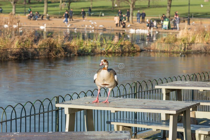Goose on the table stock photo. Image of hyde, summer - 67528938