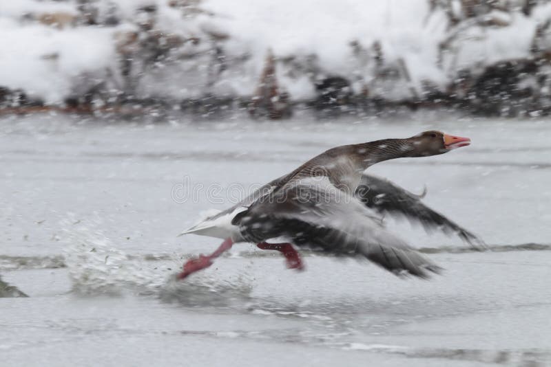Goose Take Off stock image. Image of bird, wings, takeoff - 30681393