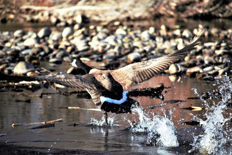A Canadian Goose Taking Flight from the Boise River Stock Photo - Image ...