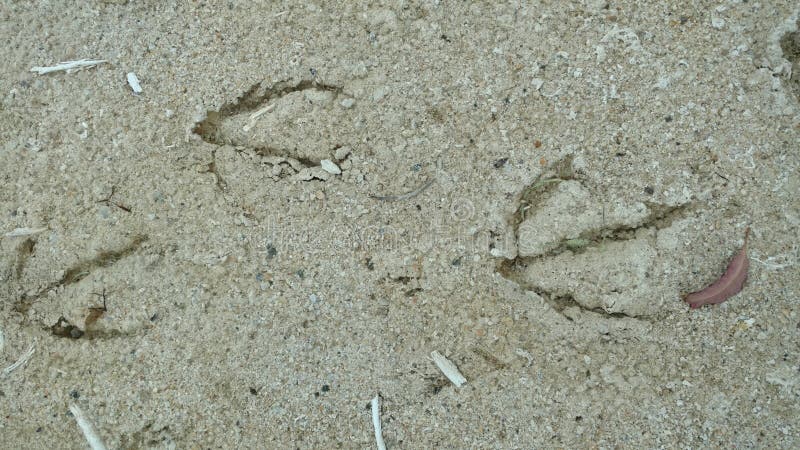 Goose Tracks in the Sand stock image. Image of environment - 147991583