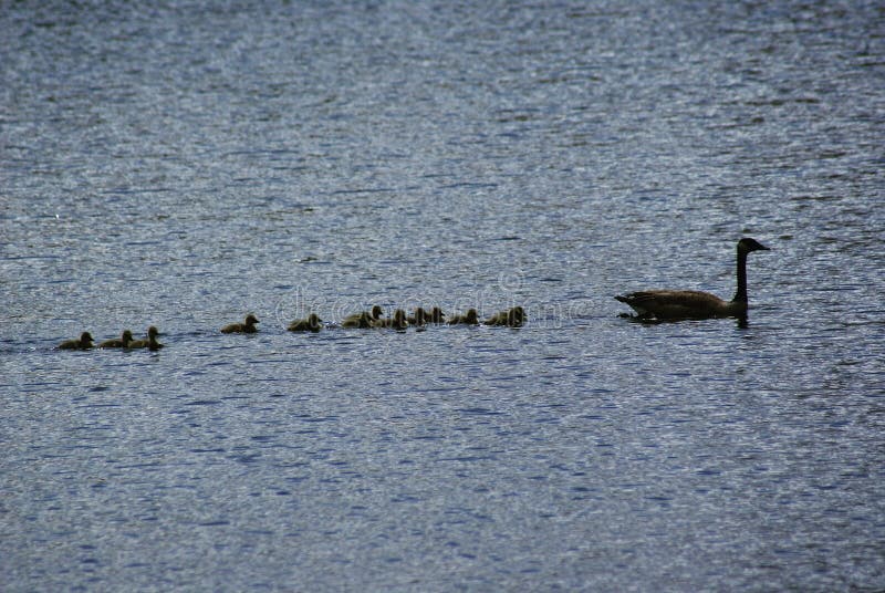 Goose train stock photo. Image of swimming, goose, wisconsin - 93059148
