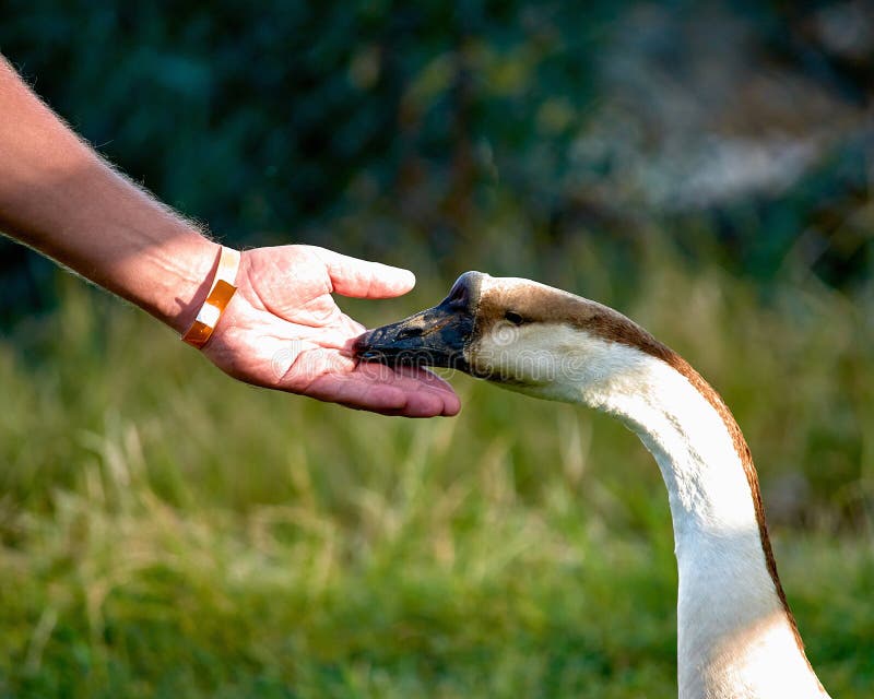 311 Bird Tries Photos - Free & Royalty-Free Stock Photos from Dreamstime