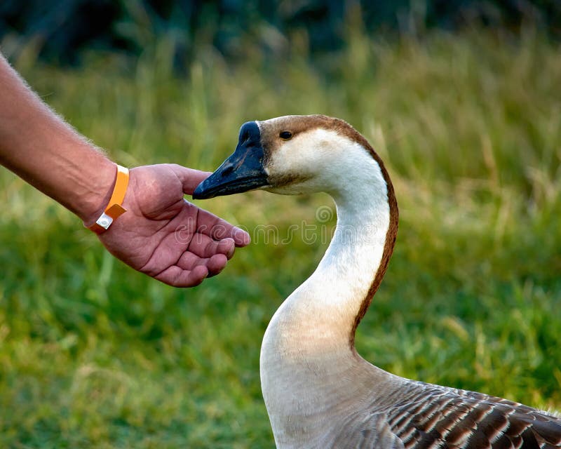 A Goose Tries To Bite the Hand. Stock Image - Image of duck, bite ...