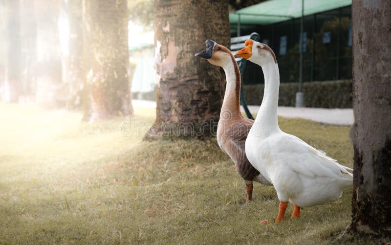 Goose stock photo. Image of stare, lovely, goal, bird - 95050456