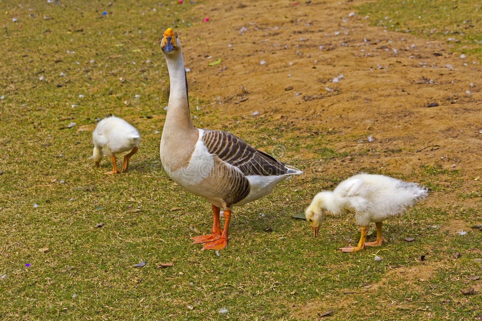 Goose and two gooselings stock image. Image of poults - 50972449