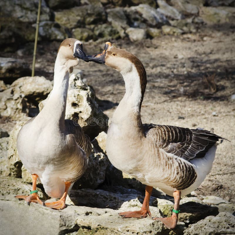 Goose stock image. Image of nature, wildlife, beak, bird - 52351009