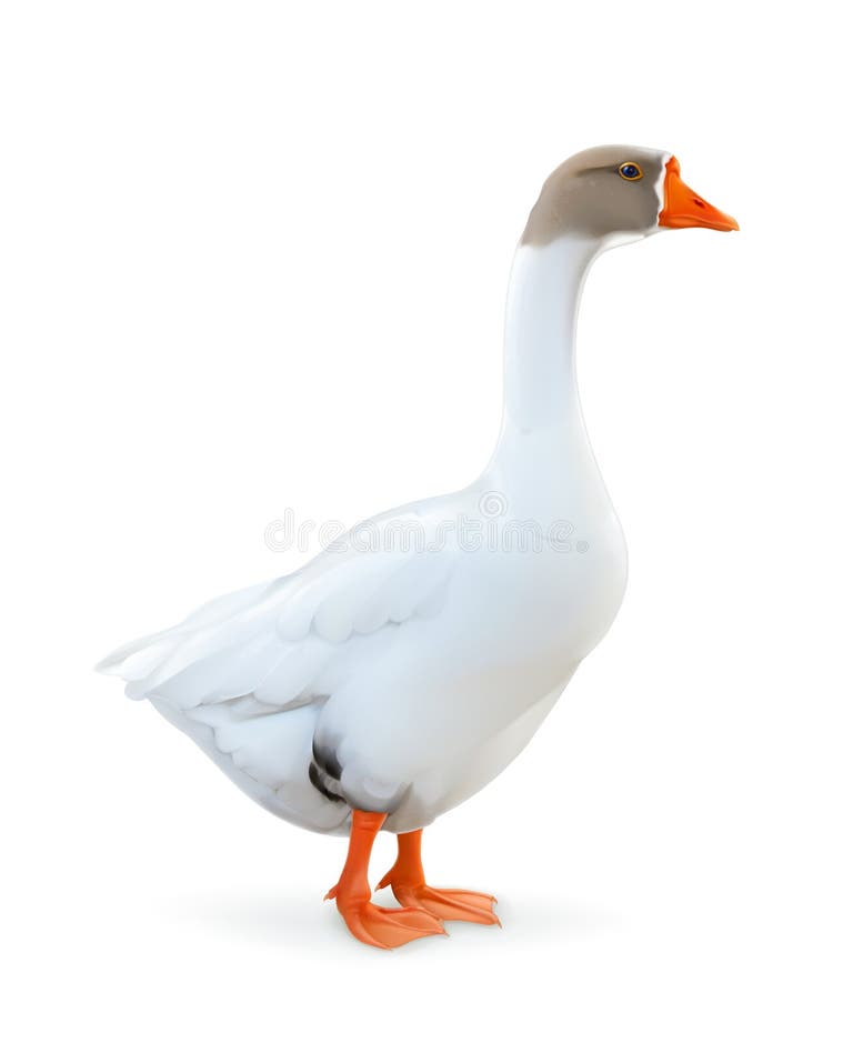 Goose Vector Stock Illustrations – 34,349 Goose Vector Stock ...