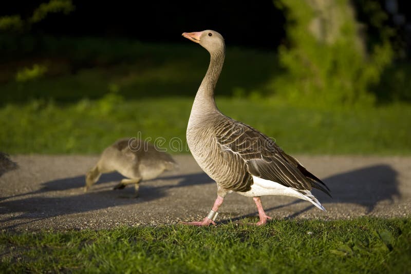 Goose Walking stock photo. Image of looking, innocence - 7272012