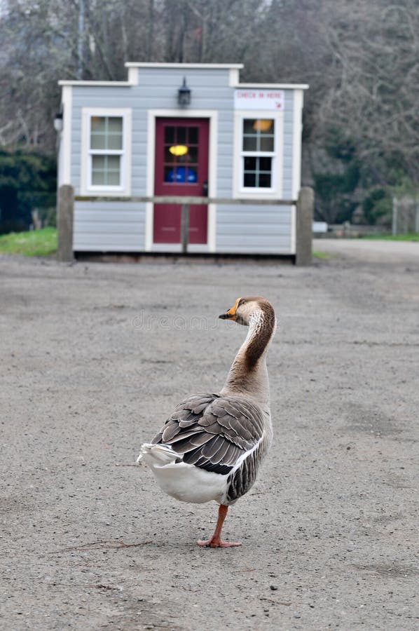 Goose Walking Down Road with Building Stock Image - Image of angle ...