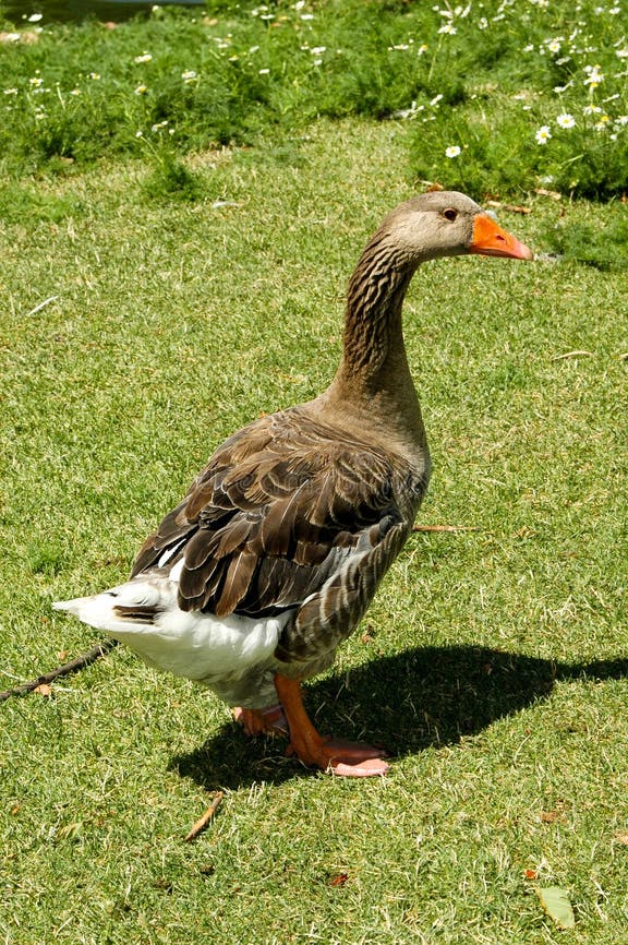 Goose walking on grass stock photo. Image of green, goose - 366637776