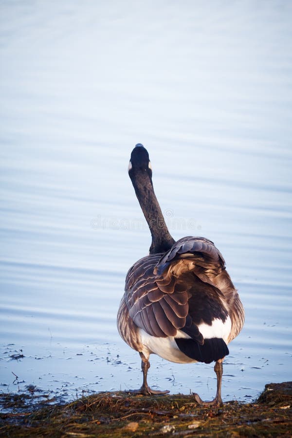 Goose Walking on the Lake in a Park in Helsinki Stock Photo - Image of ...