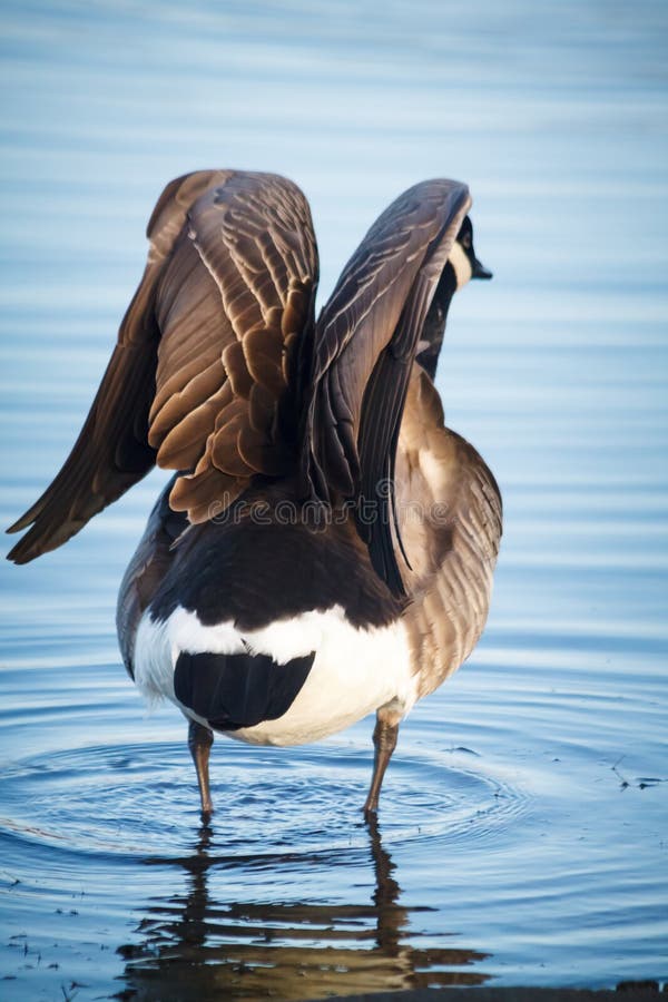 Goose Walking on the Lake in a Park in Helsinki, Finland Stock Photo ...