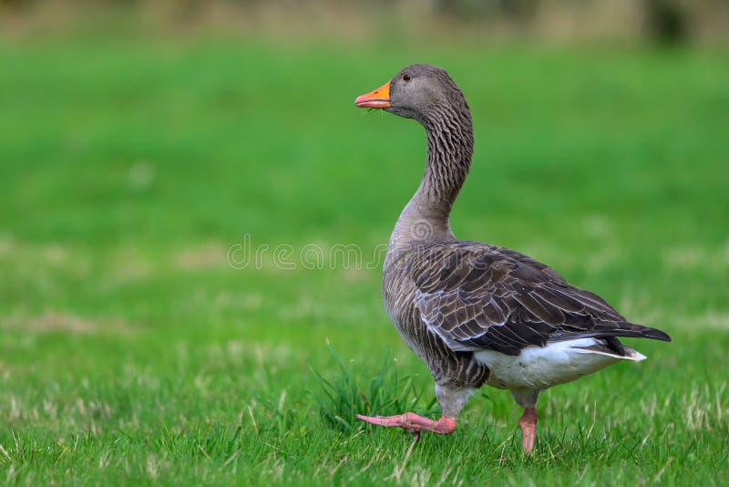 Goose Walking through a Meadow Stock Photo - Image of single, plumage ...