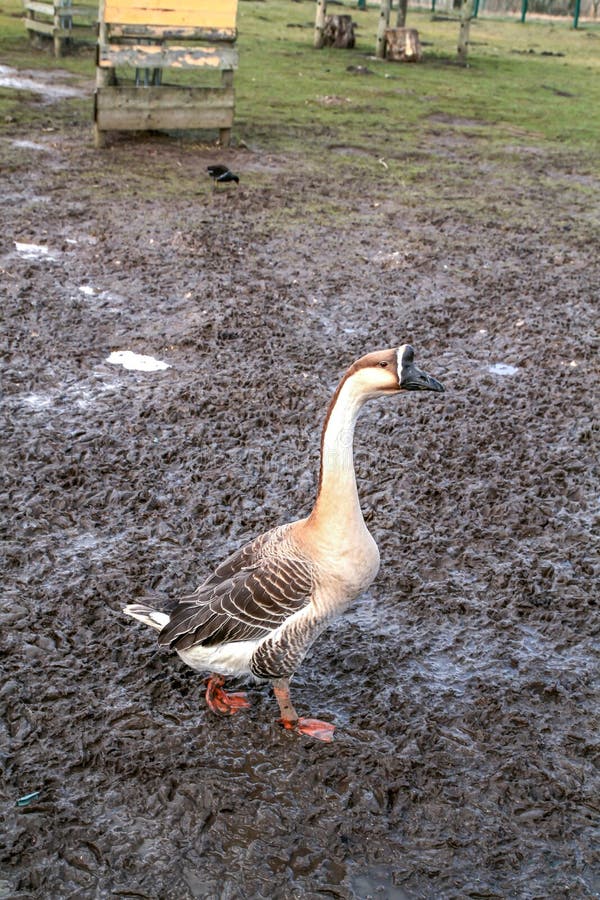 Goose walking in the mud stock photo. Image of isolated - 170187576