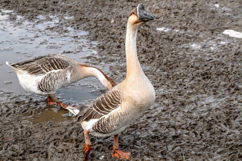Goose walking in the mud stock photo. Image of white - 170187668