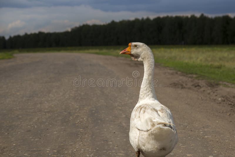 Goose walking on the road. stock photo. Image of path - 92315614