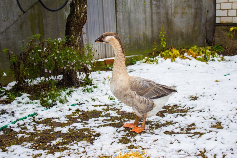 Goose Walking in the Snow in the Yard. Background. Stock Image - Image ...