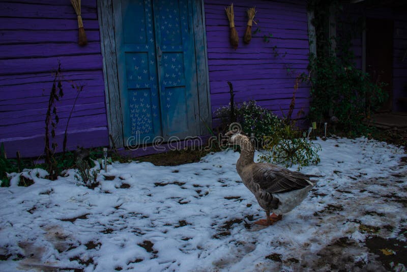 Goose Walking in the Snow in the Yard. Background. Stock Photo - Image ...