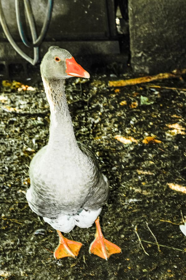 Chalanging Stock Photos - Free & Royalty-Free Stock Photos from Dreamstime