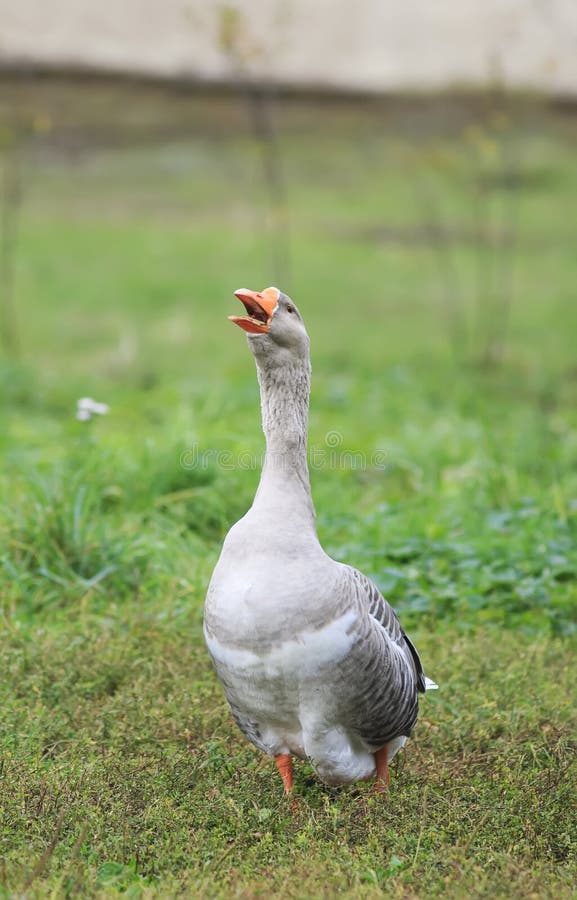 Goose Walking in the Village on the Green Grass and Turning Stock Photo ...