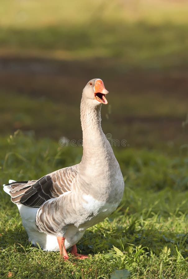 Goose Walking in the Village on the Green Grass and Turning Stock Photo ...