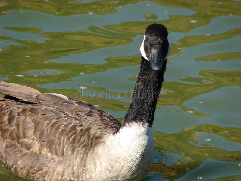 Goose in the water stock photo. Image of head, water, yello - 1407386