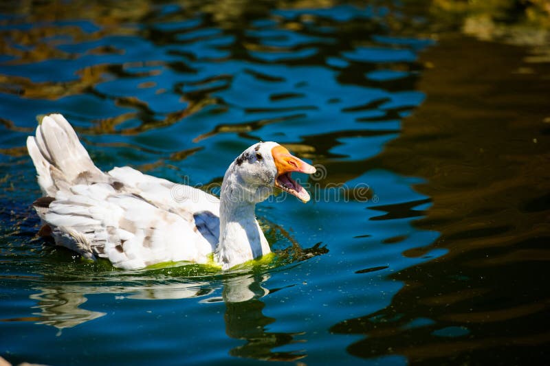 Goose on the water stock image. Image of history, brown - 165101559
