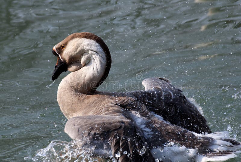 Goose in the water stock image. Image of water, close - 23411823