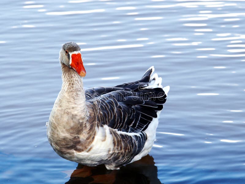 Goose in water stock image. Image of bird, closeup, standing - 25813733