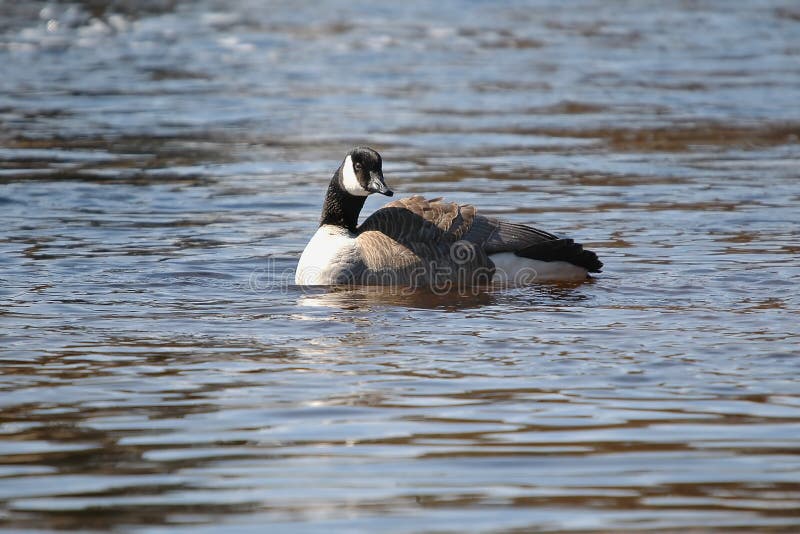Goose on water 7 stock image. Image of geese, lake, water - 912565