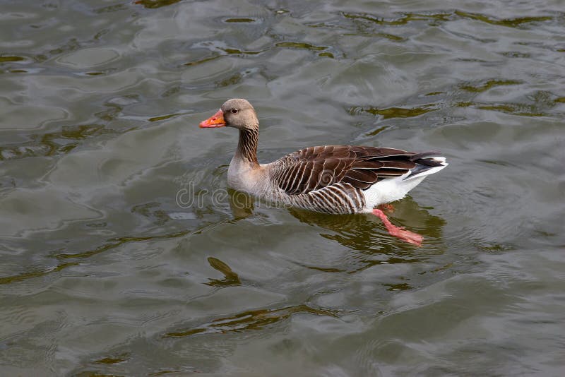 Goose In The Water Picture. Image: 769492