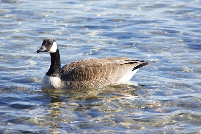 Goose on Water stock image. Image of dripping, lake, summer - 51858273